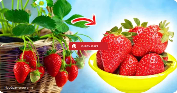 Как выращивать клубнику круглый год в домашних условиях?