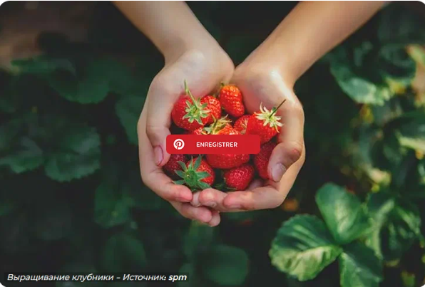 Как выращивать клубнику круглый год в домашних условиях?